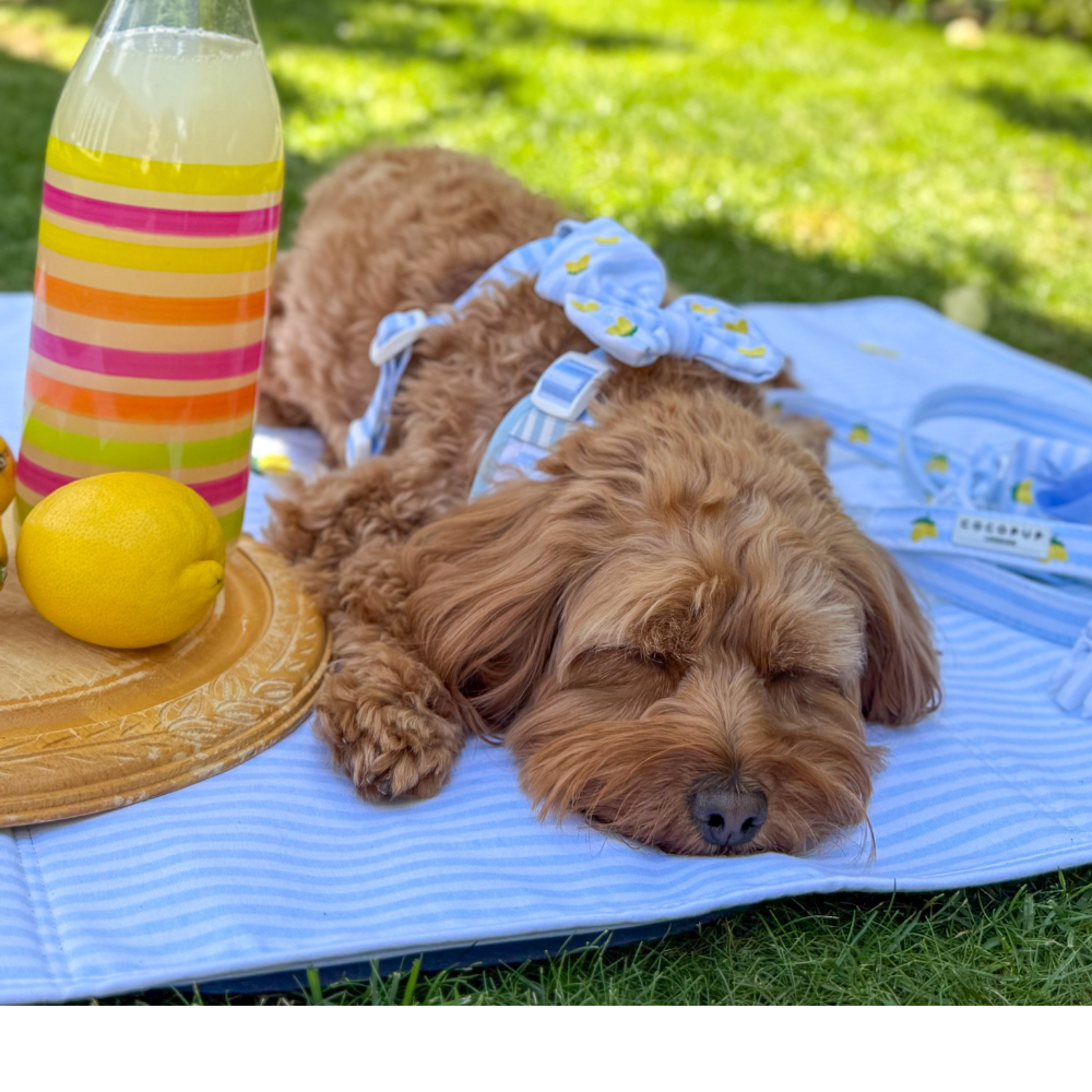 The Best Items for New Dog Parents: Your Ultimate Puppy Essentials Gui ...